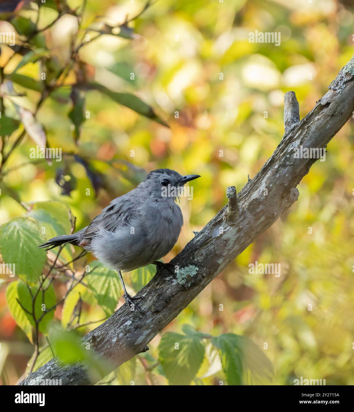 Grey catbird closeup in woodland habitat Stock Photo - Alamy