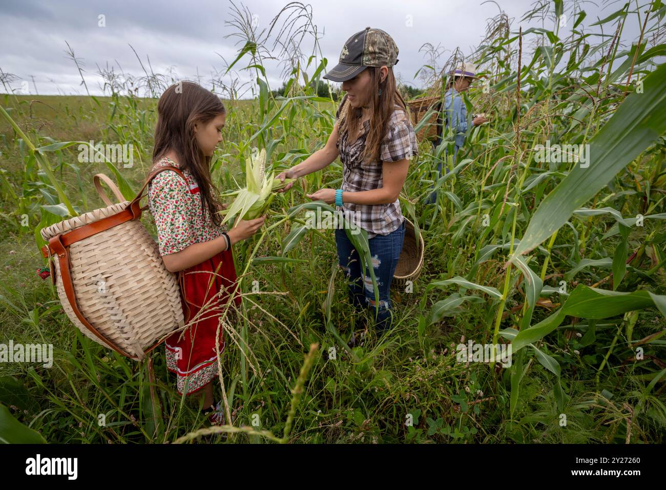 Stephanie Stevens and her daughter Lucia Stevens pick white corn in its ...