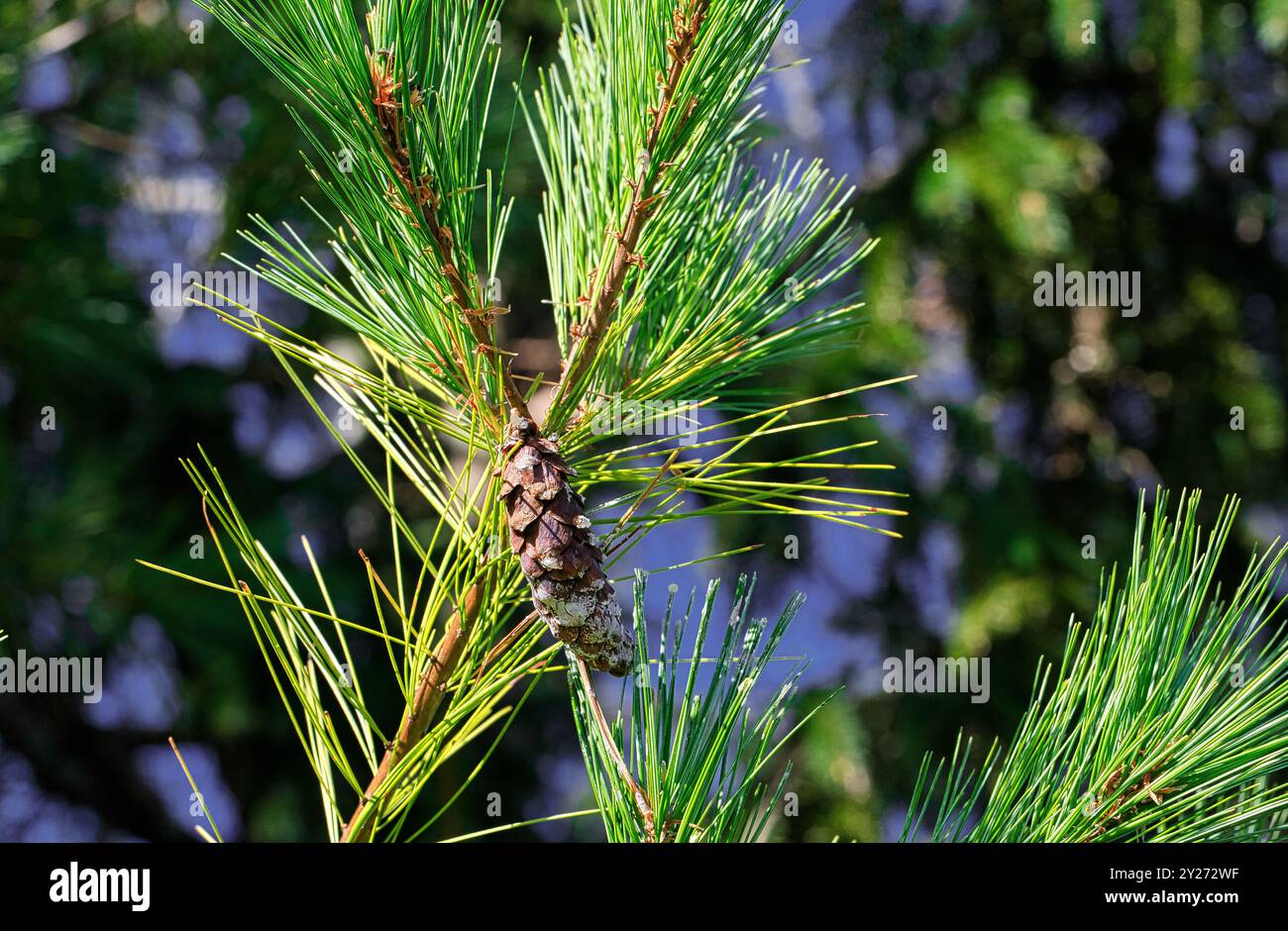 Pinus strobus, commonly called the eastern white pine ,native to ...