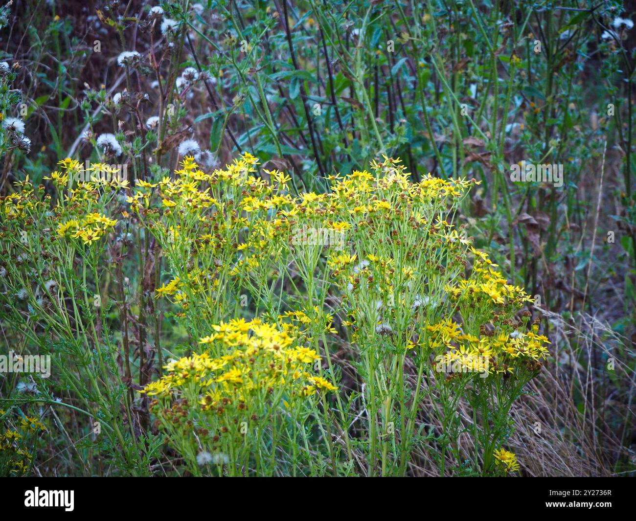 Common Ragwort, Senecio jacobaea growing in Essex, England Stock Photo ...