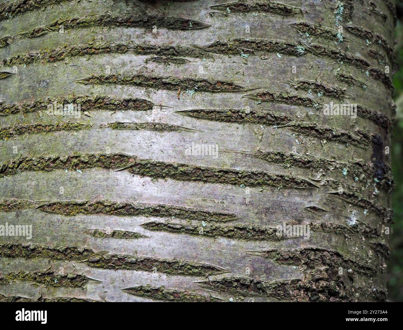 Birch Tree ark Stock Photo - Alamy