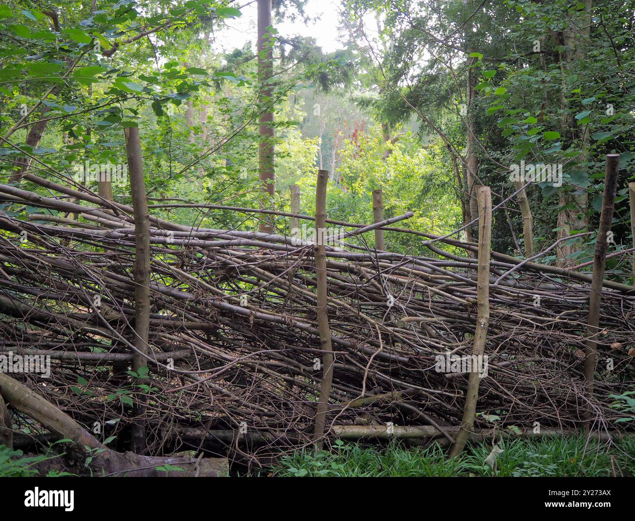 Rural brushwood fence in a managed woodland Stock Photo - Alamy