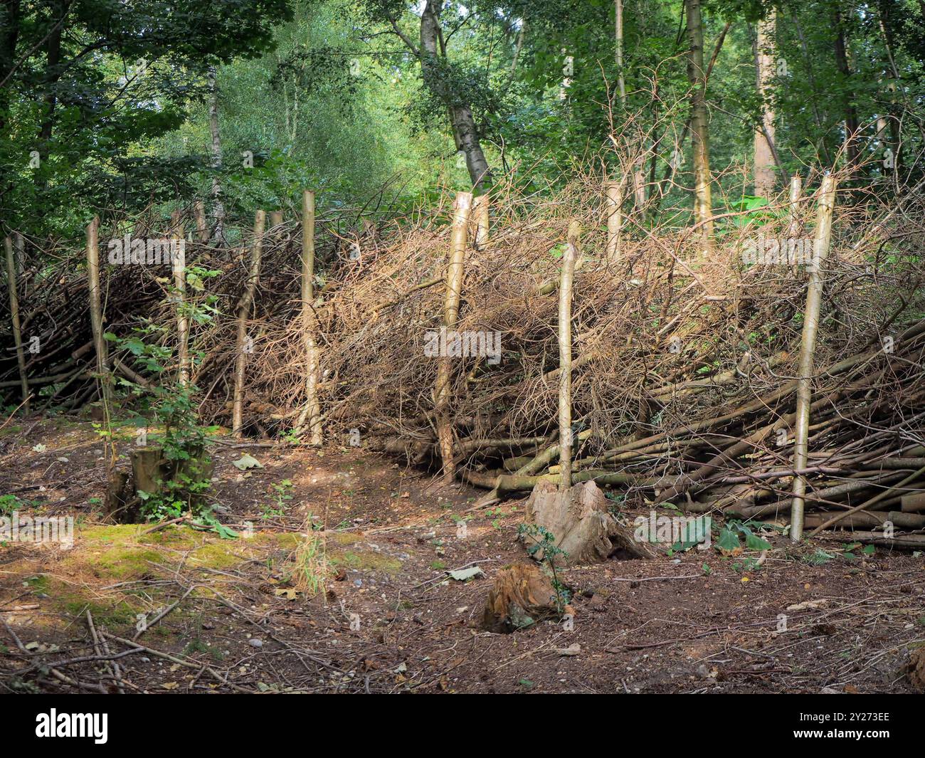 Rural brushwood fence in a managed woodland Stock Photo - Alamy