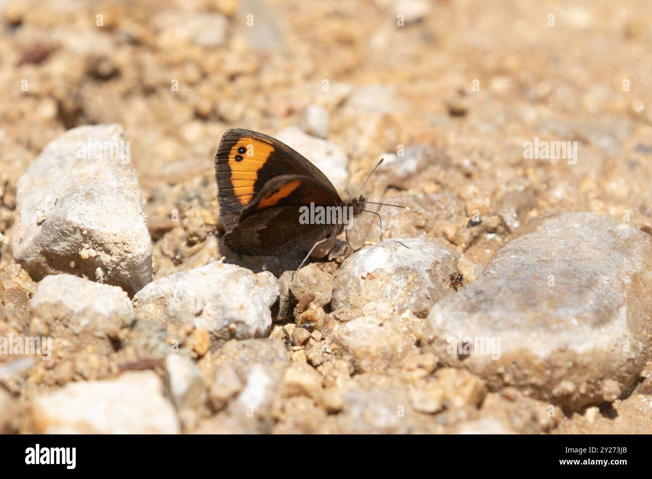 Male ringlet hi-res stock photography and images - Alamy
