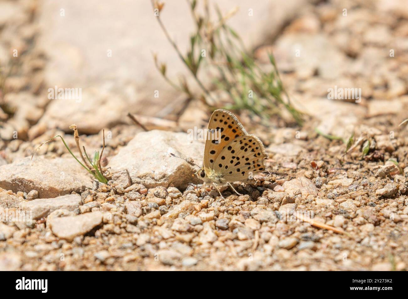 Iberian Sooty Copper butterfly male - Lycaena bleusei Stock Photo - Alamy