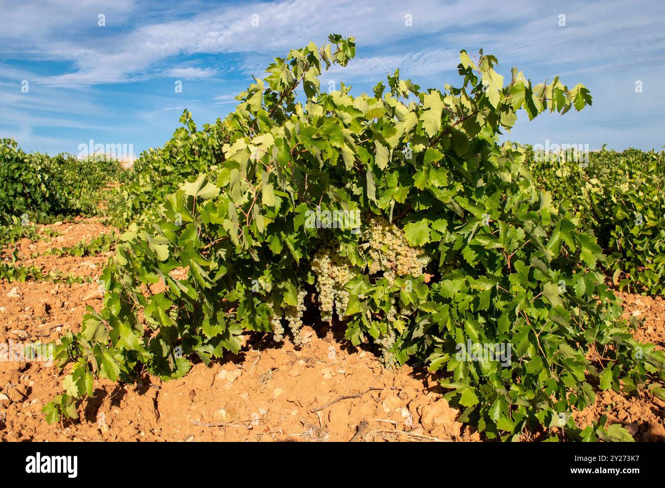 Spanish vineyard of white grape strains Stock Photo - Alamy