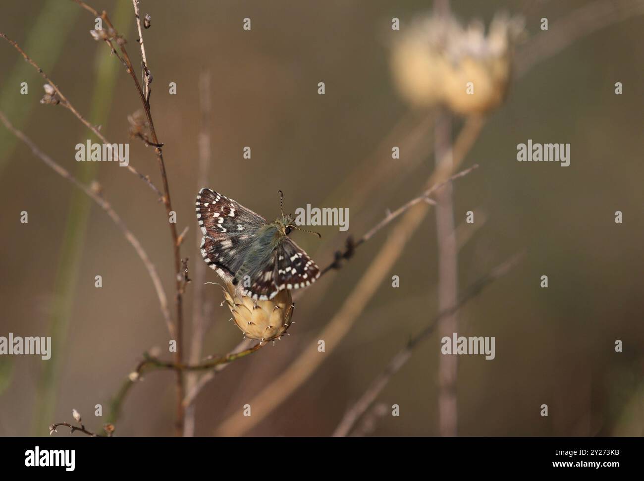 Cinquefoil skipper hi-res stock photography and images - Alamy