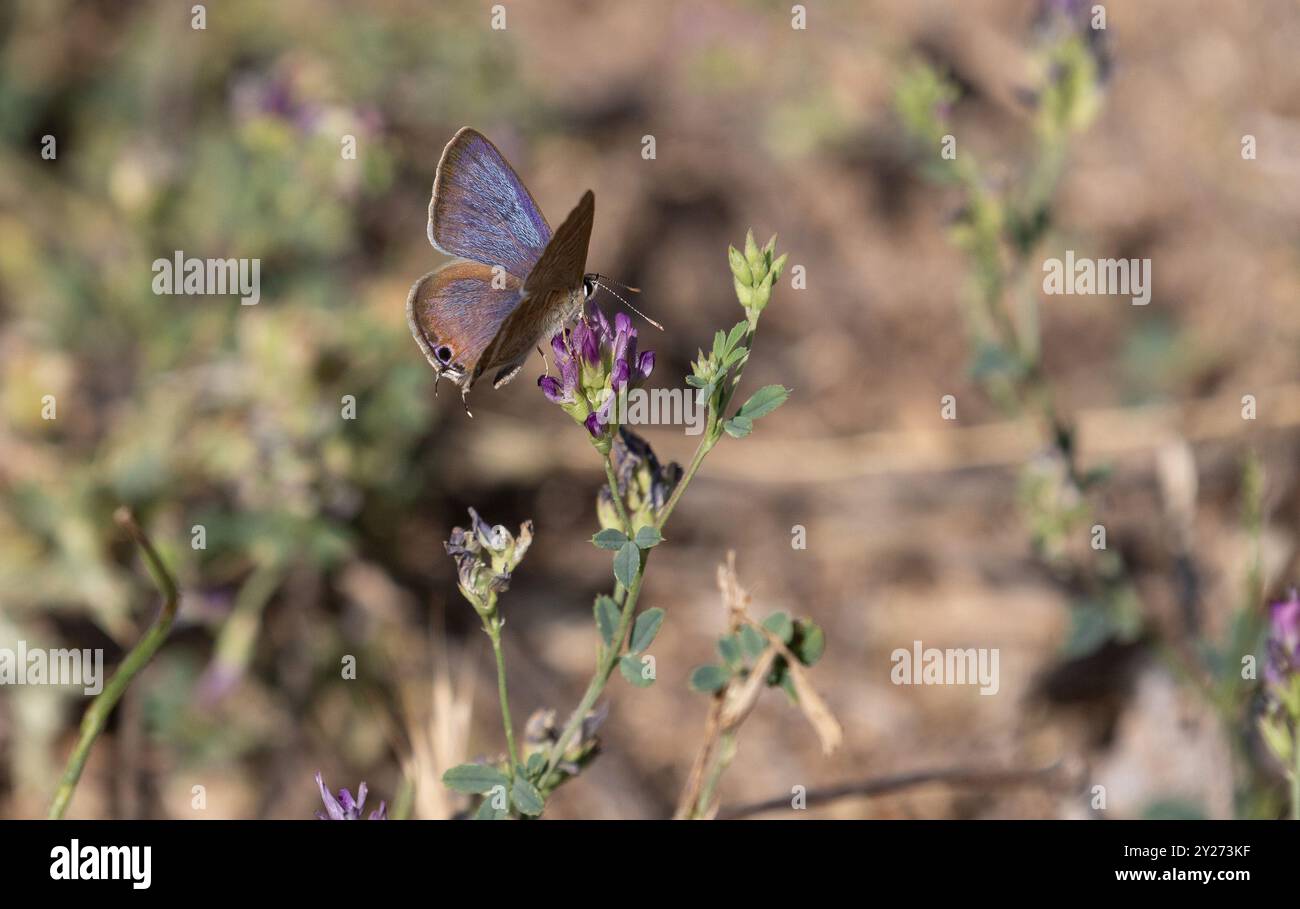 Long-tailed Blue or Pea Blue butterfly male - Lampides boeticus Stock ...