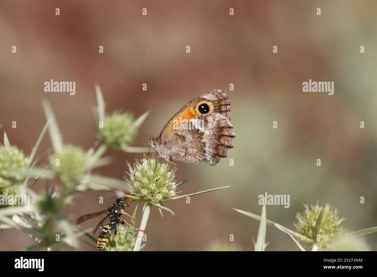 Gatekeeper resting on white flower hi-res stock photography and images ...