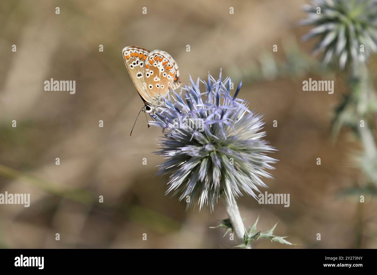 Chapman's Blue Butterfly female - Polyommatus thersites Stock Photo - Alamy