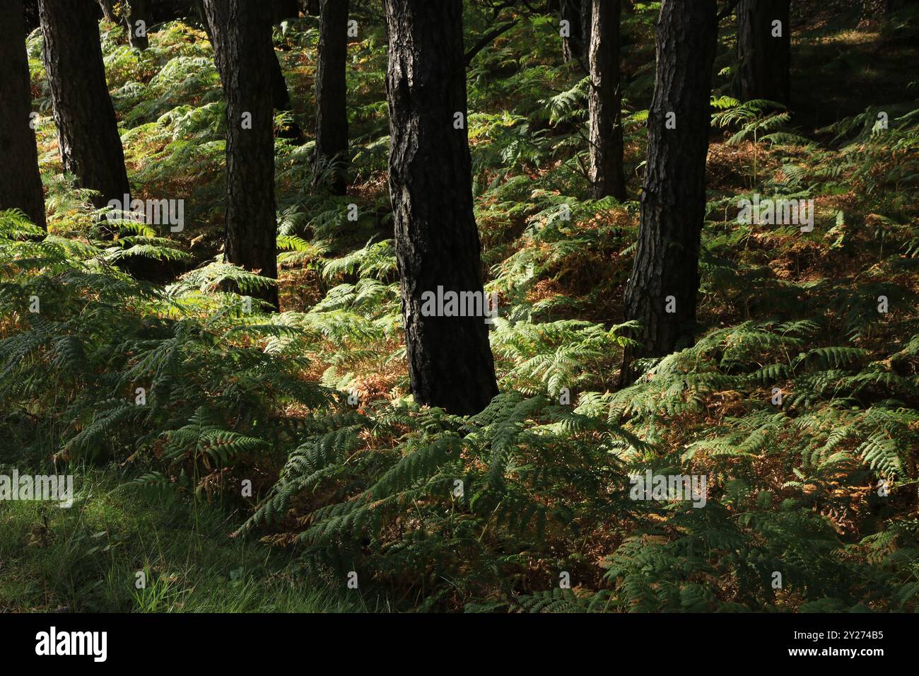 Fern covered trunks hi-res stock photography and images - Alamy