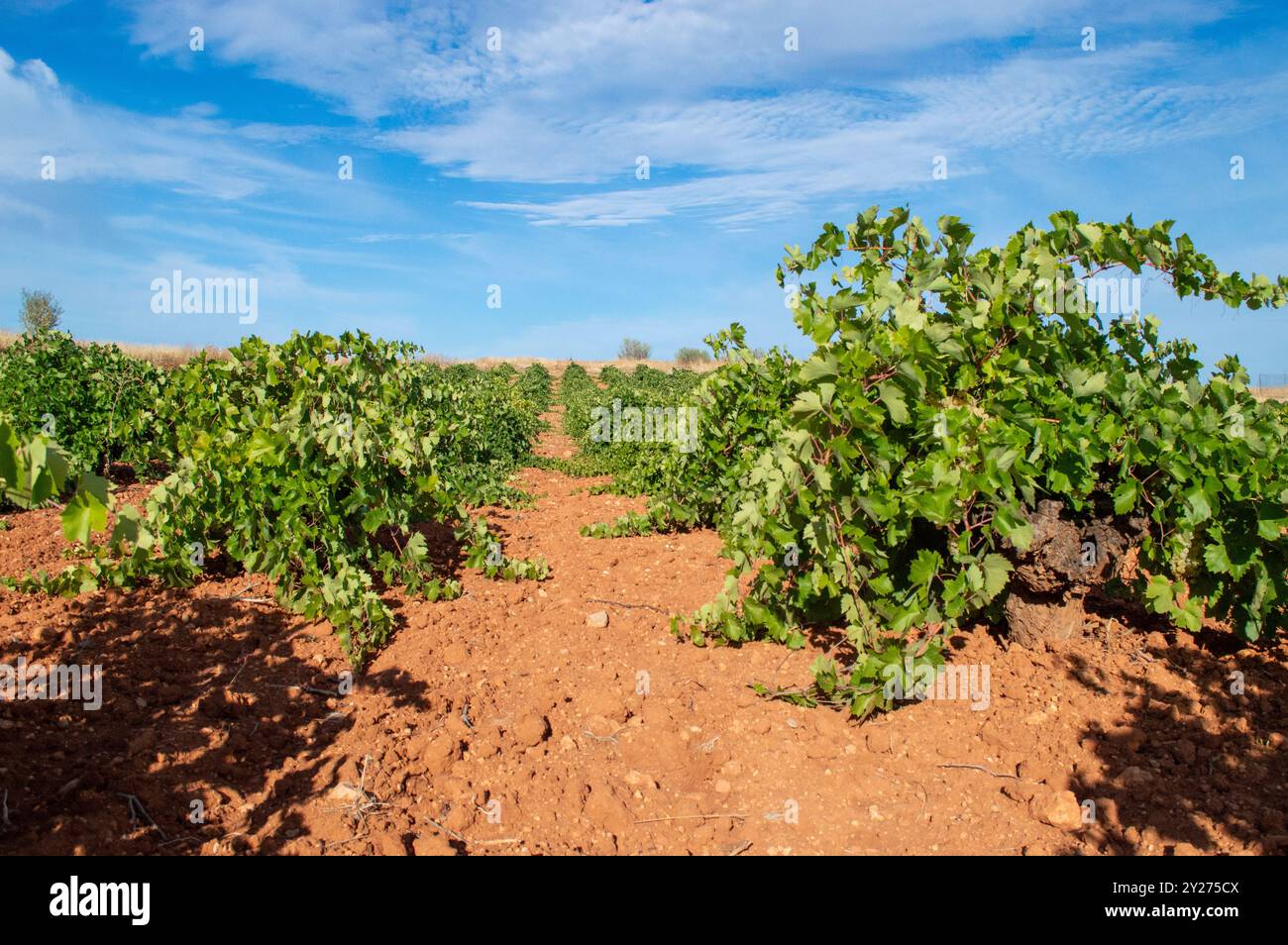 Spanish vineyard of white grape strains Stock Photo - Alamy