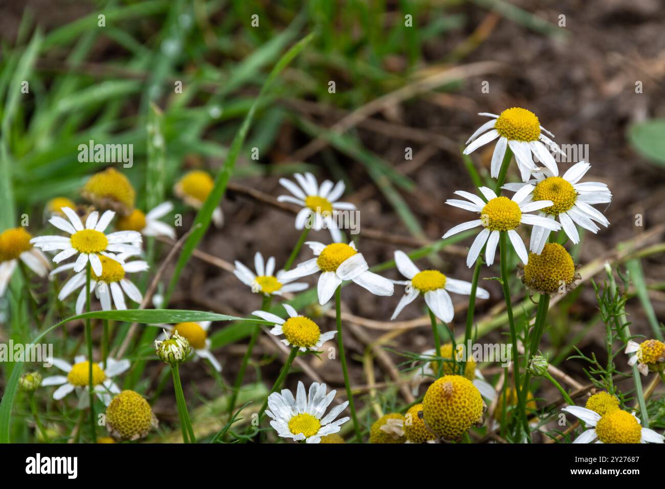 Scentless Mayweed (Tripleurospermum inodorum) growing at the edge of an ...