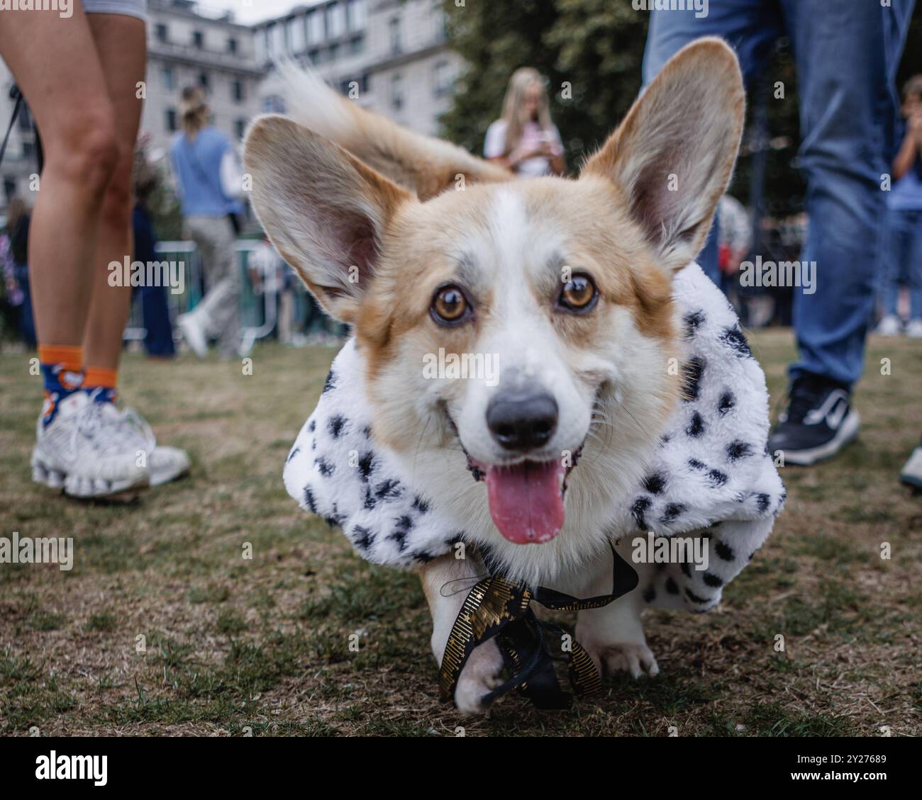 Corgi parade hi-res stock photography and images - Alamy