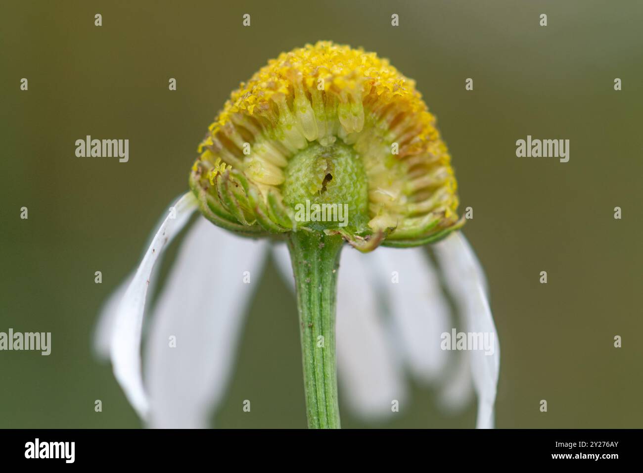 Scentless Mayweed (Tripleurospermum inodorum) - detail of the sliced ...