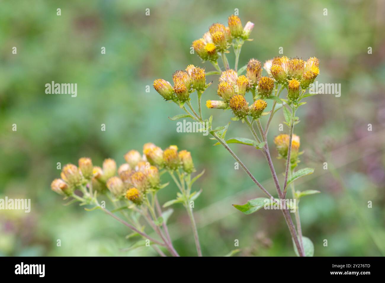 Ploughman's-spikenard (Inula conyzae), a native wildflower in the ...