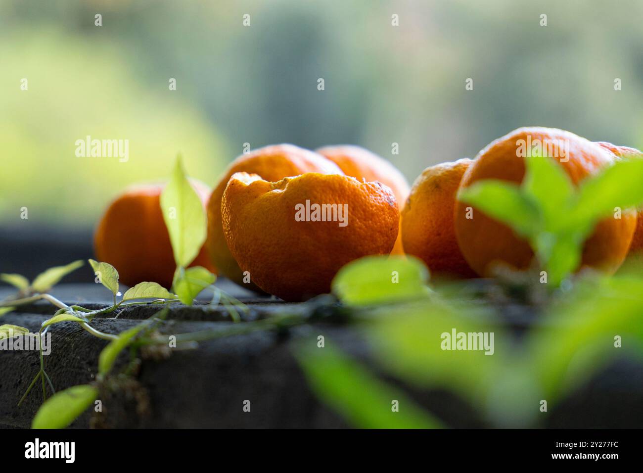 Mandarini natura morta hi-res stock photography and images - Alamy