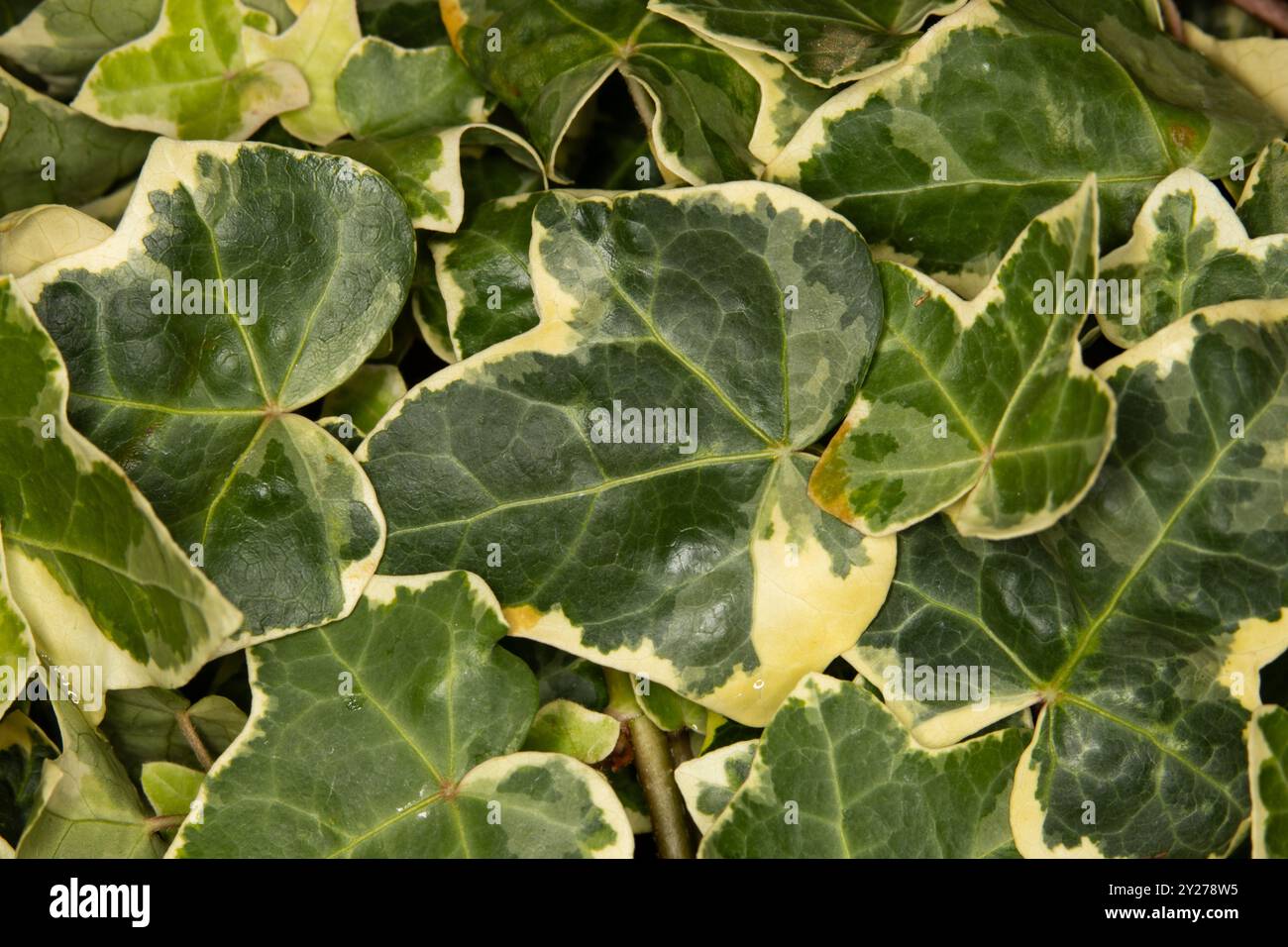 Full frame, close up of green varigated gold child ivy background with ...