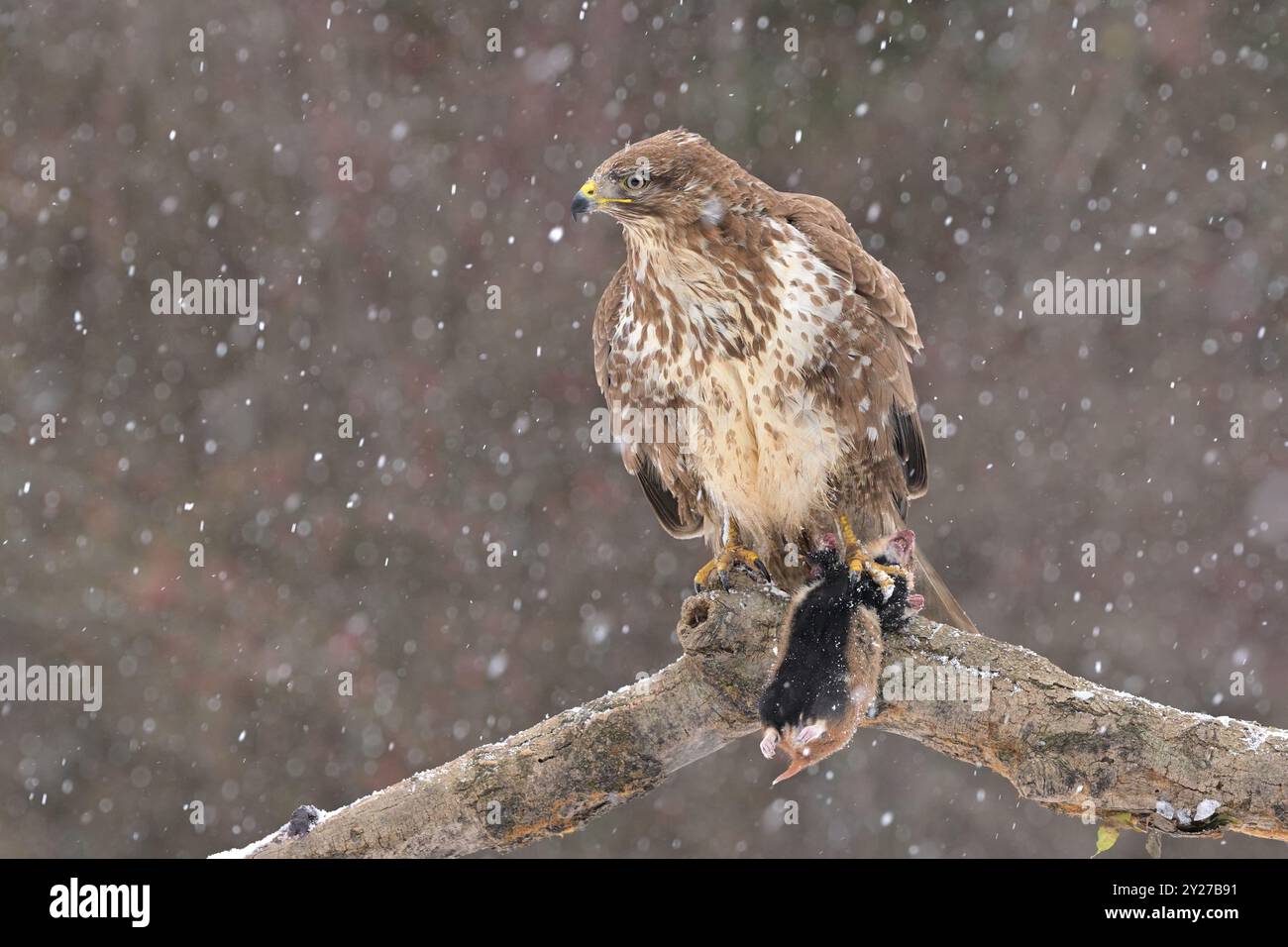 Common buzzard Buteo buteo wildlife prey nature predator beautiful ...