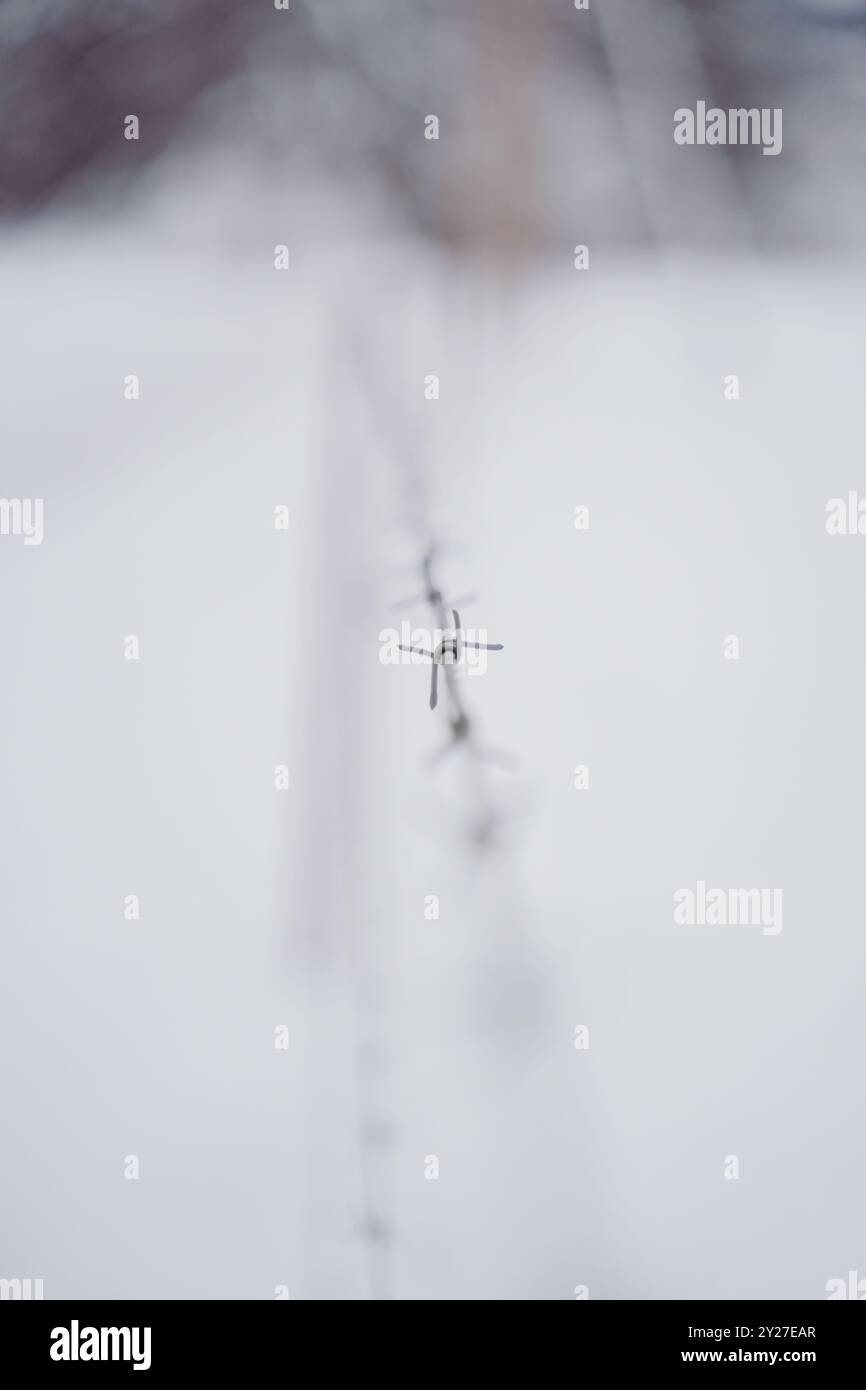 Spine spines steel fence hi-res stock photography and images - Alamy