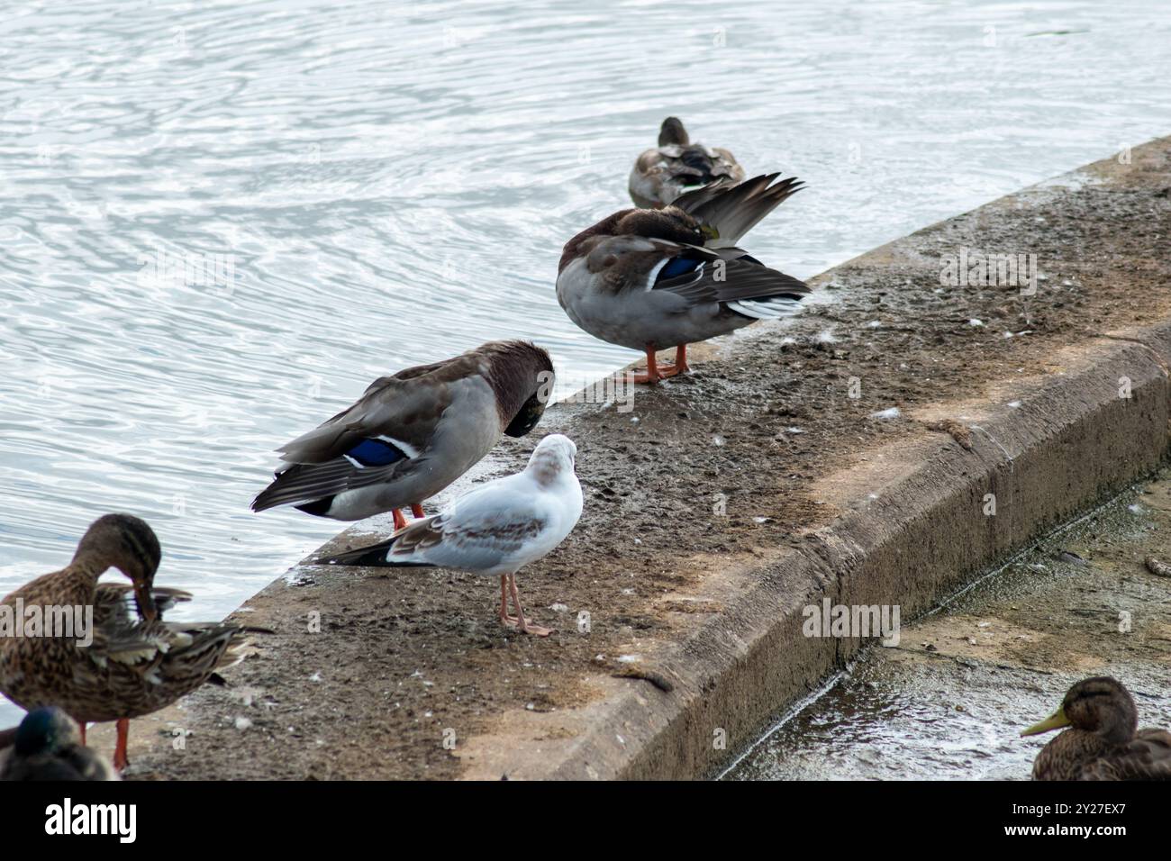 Chilling duck hi-res stock photography and images - Alamy