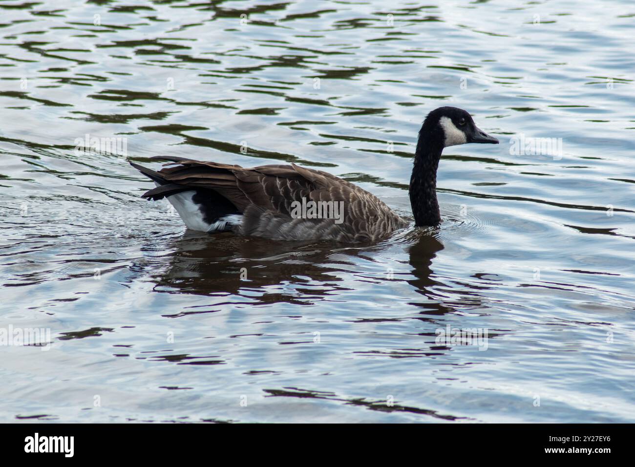 goose on the pond Stock Photo - Alamy