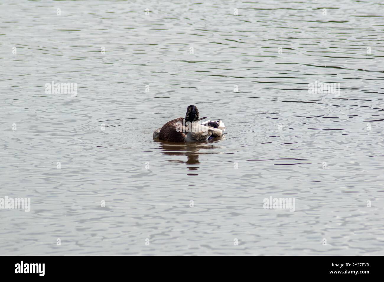 Cleaning duck hi-res stock photography and images - Alamy
