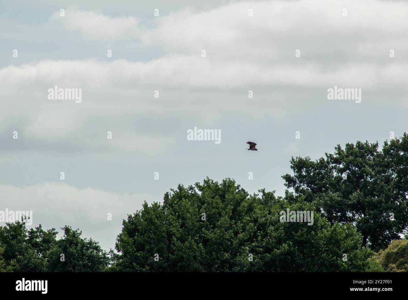 bird of pray flying clouds behide Stock Photo - Alamy