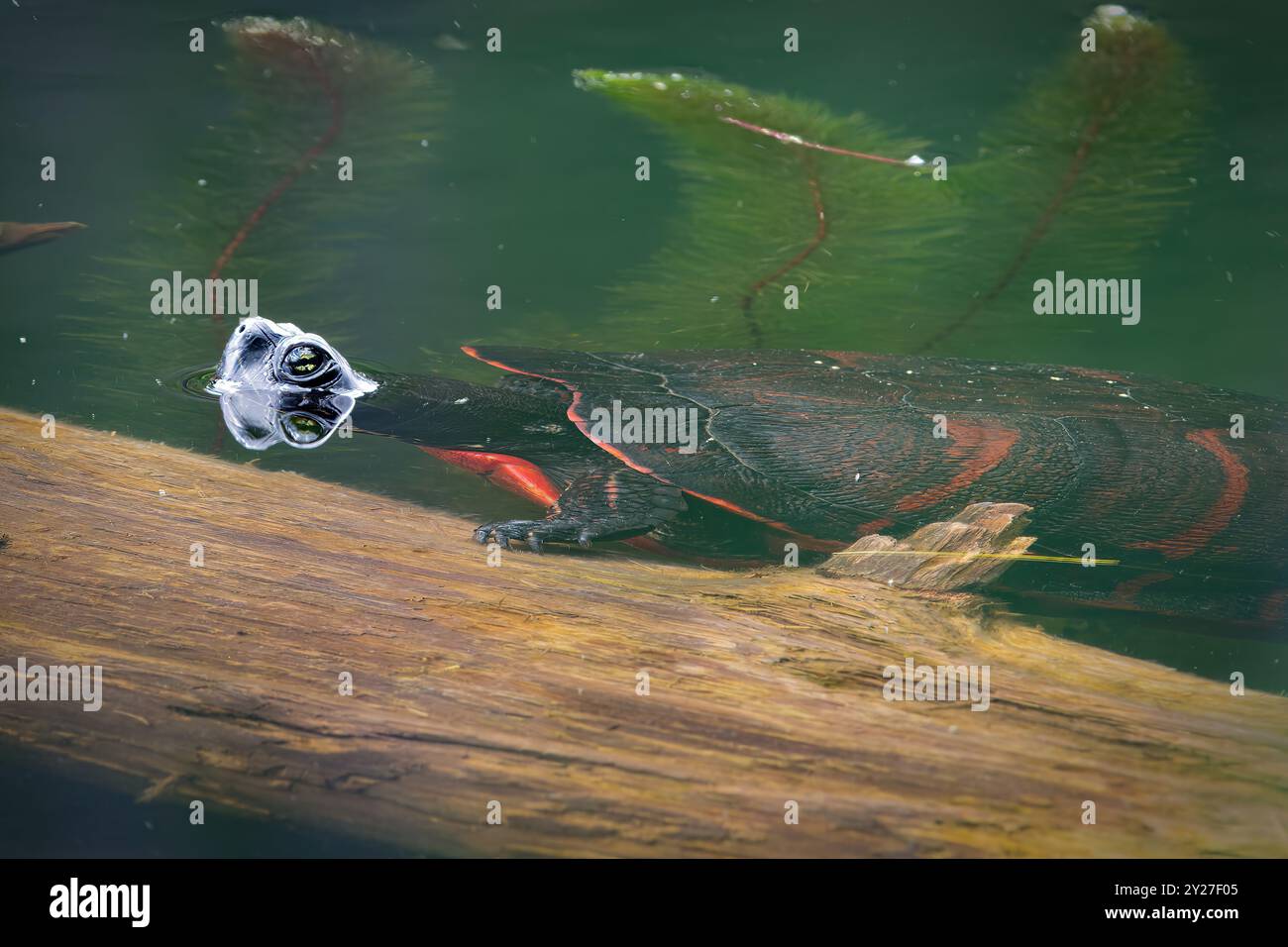 Northern Red-Bellied Cooter Turtle, Myles Standish State Forest, Carver ...