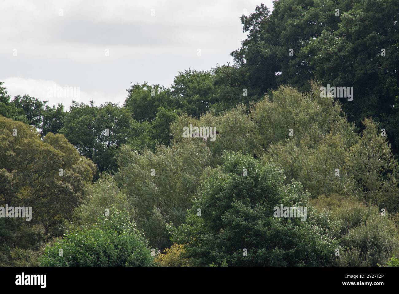 bird of pray flying Stock Photo - Alamy