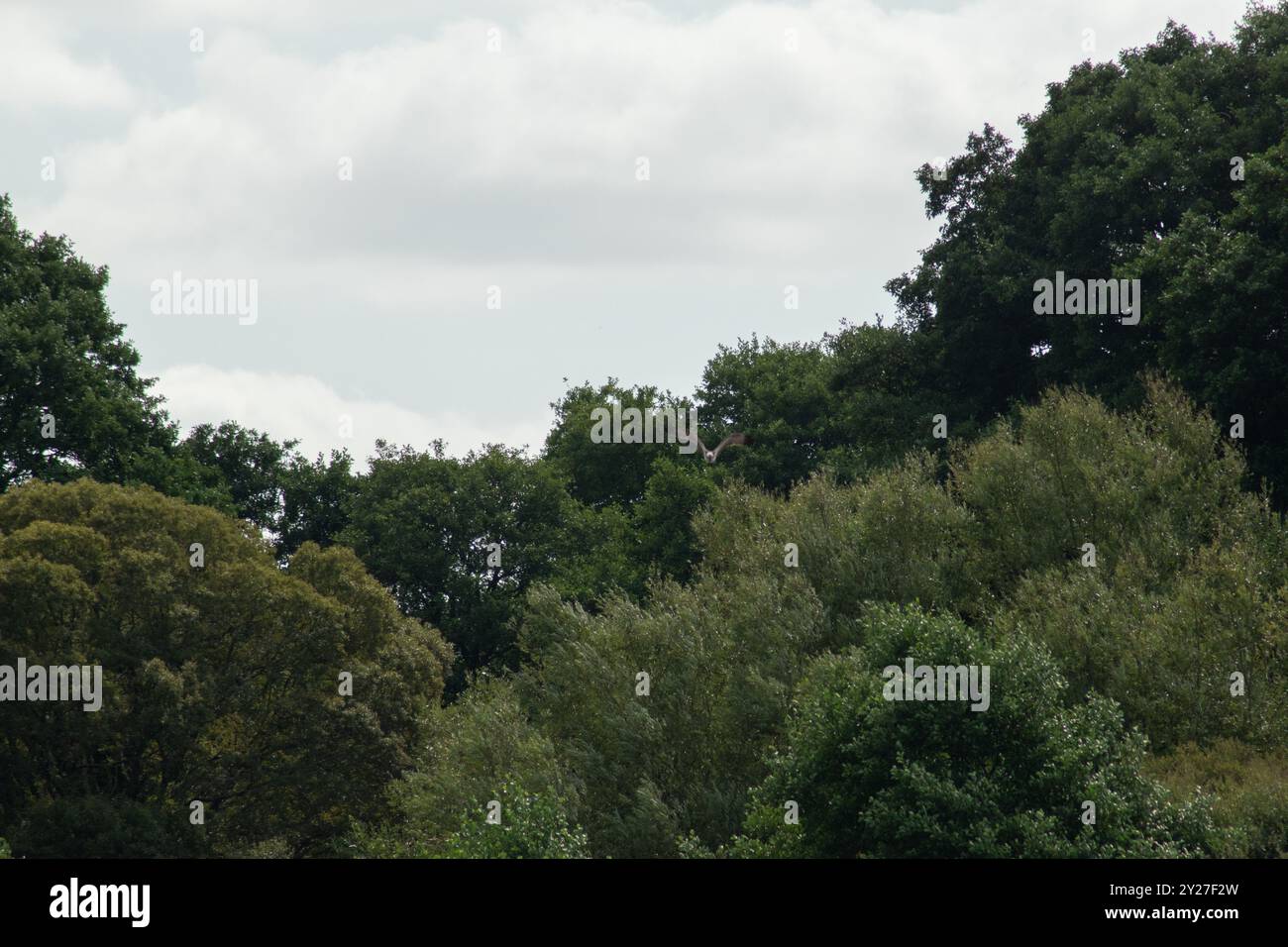 bird of pray Stock Photo - Alamy
