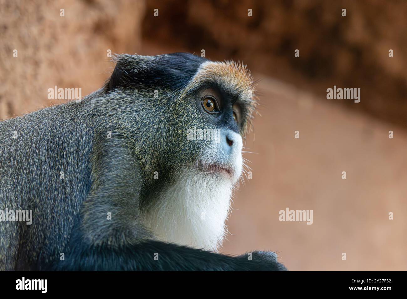 Cercopithecus neglectus hi-res stock photography and images - Alamy