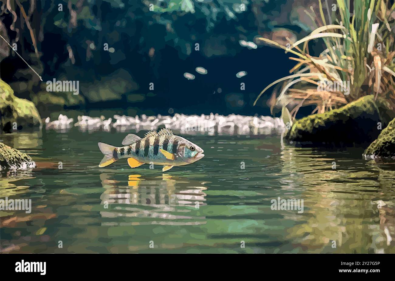 Peacock Bass Fish: A Vibrant Freshwater Fighter Stock Vector Image ...