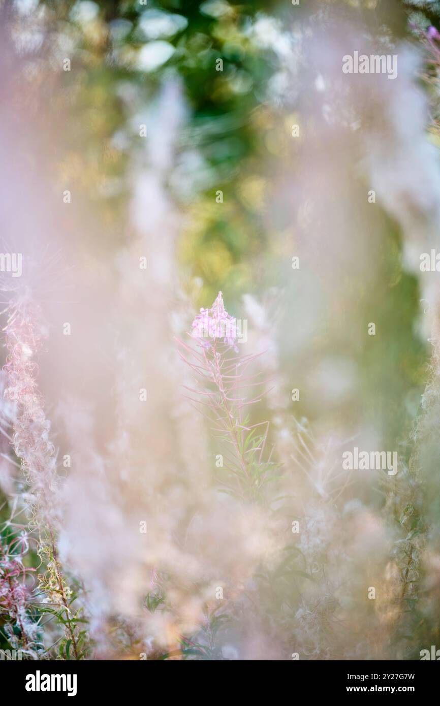 Unscharfe sommer hi-res stock photography and images - Alamy