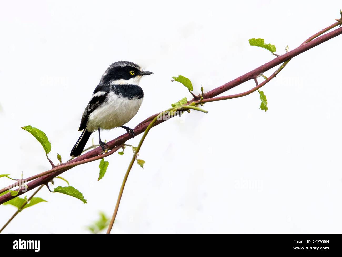 Bantubatis hi-res stock photography and images - Alamy