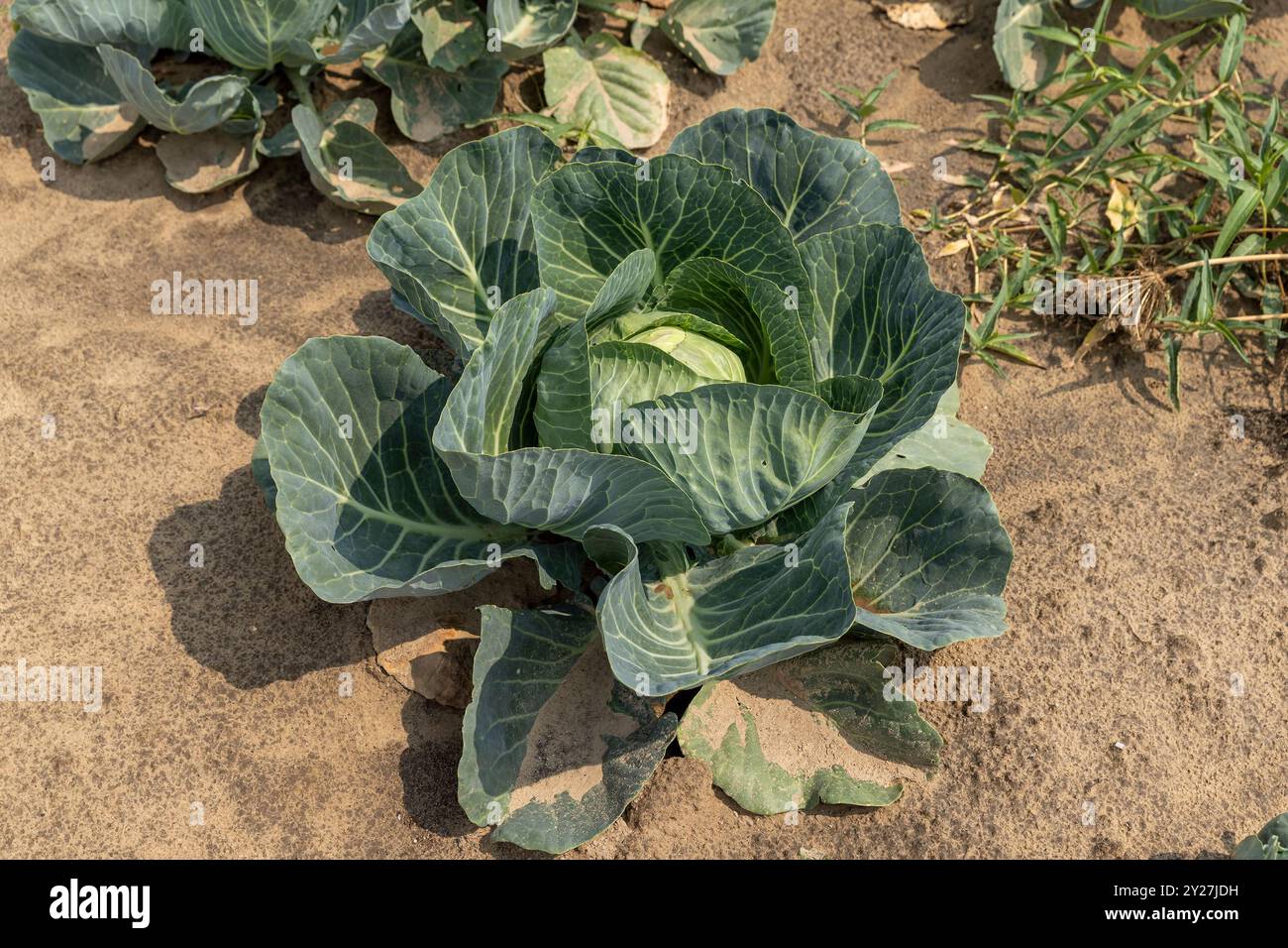 a large number of cabbage heads in the field Stock Photo - Alamy