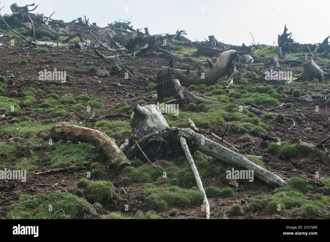 Deforestation: smouldering remains of cleared woodland, Wales Stock ...