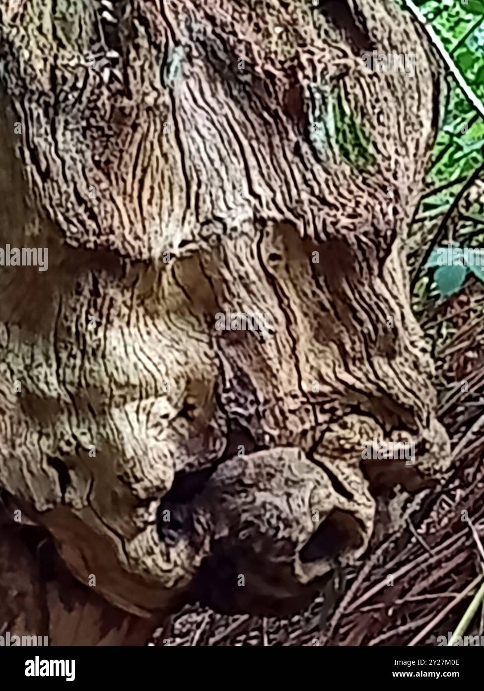 Old man oak hi-res stock photography and images - Alamy