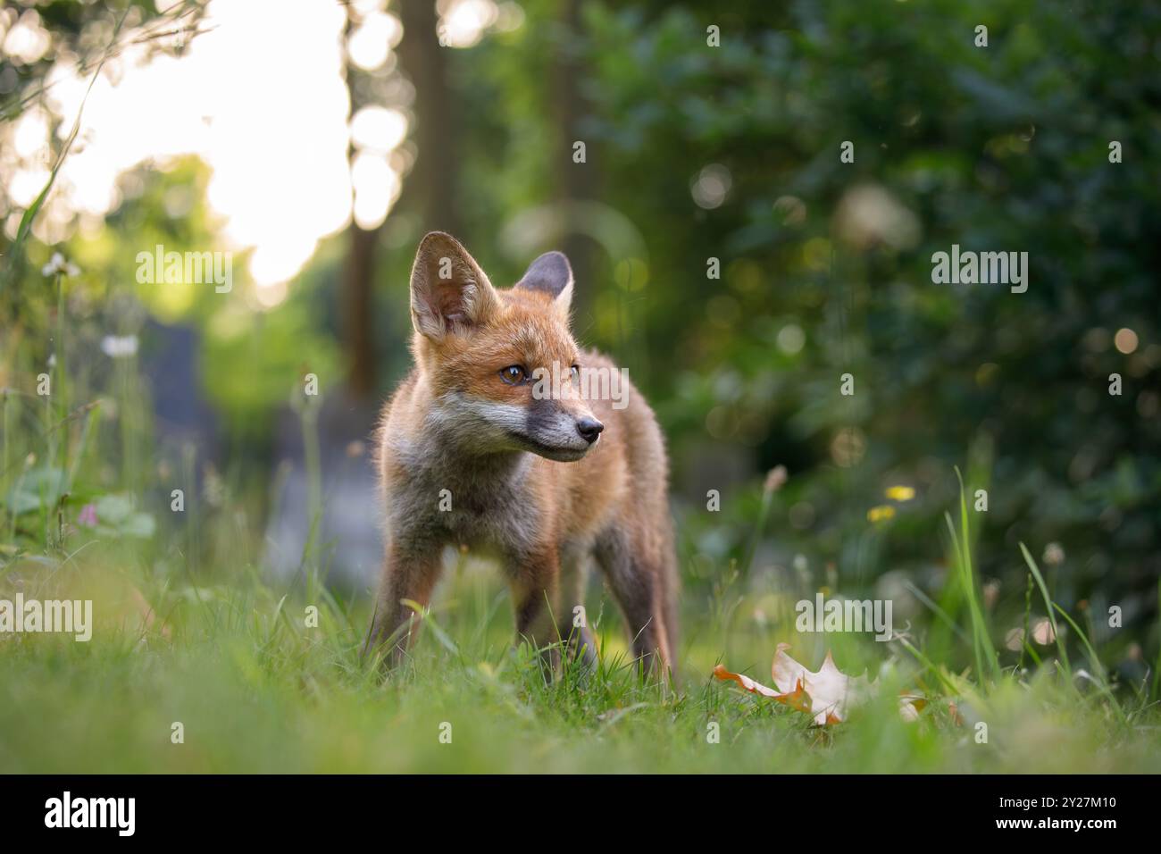 Magical fox hi-res stock photography and images - Alamy