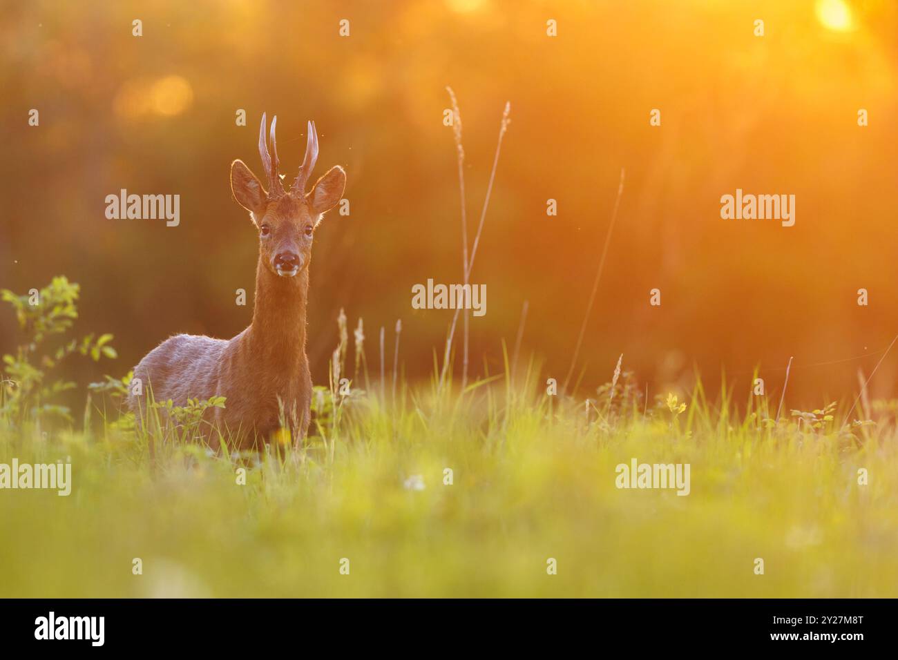 Roe deer male summer uk hi-res stock photography and images - Alamy