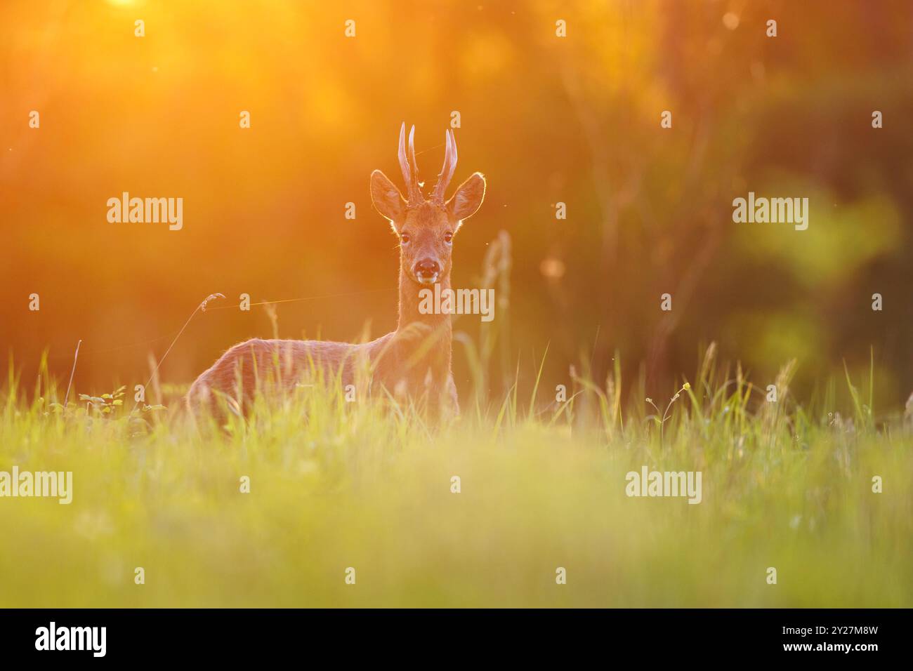 Roe deer woodland summer hi-res stock photography and images - Alamy