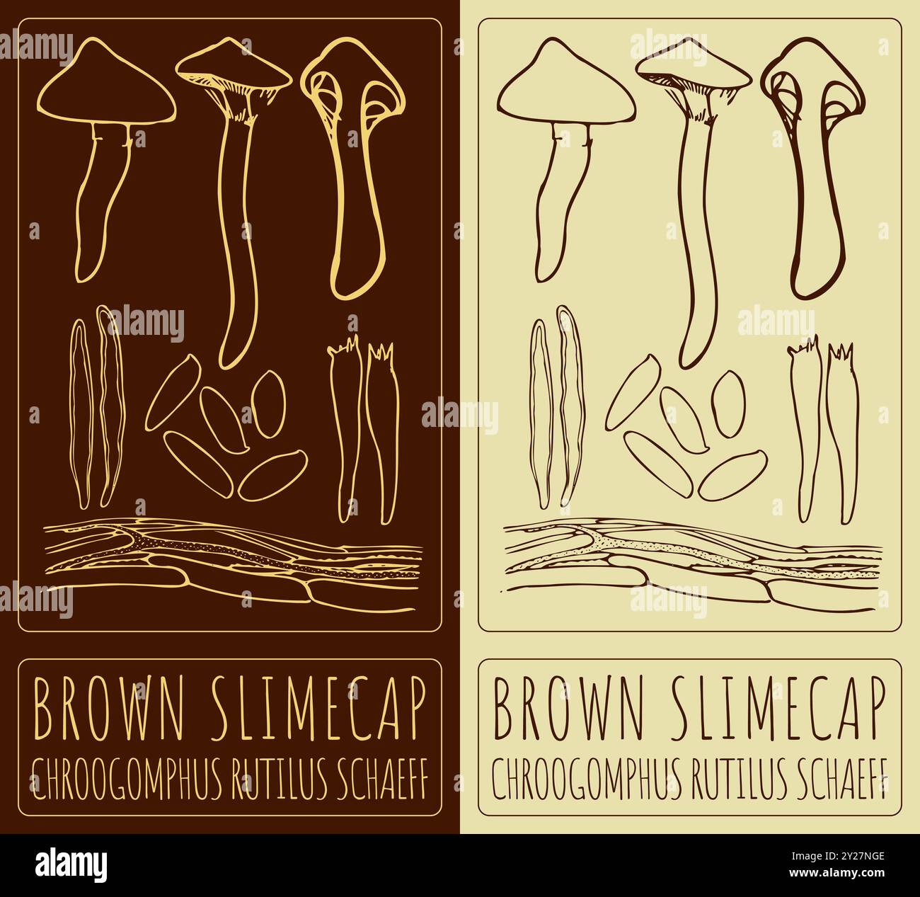 Vector drawing BROWN SLIMECAP. Hand drawn illustration. Latin name is ...