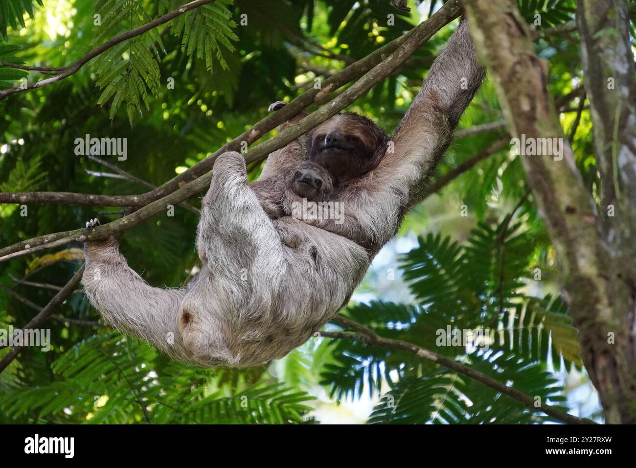Mother sloth with baby in trees Stock Photo - Alamy