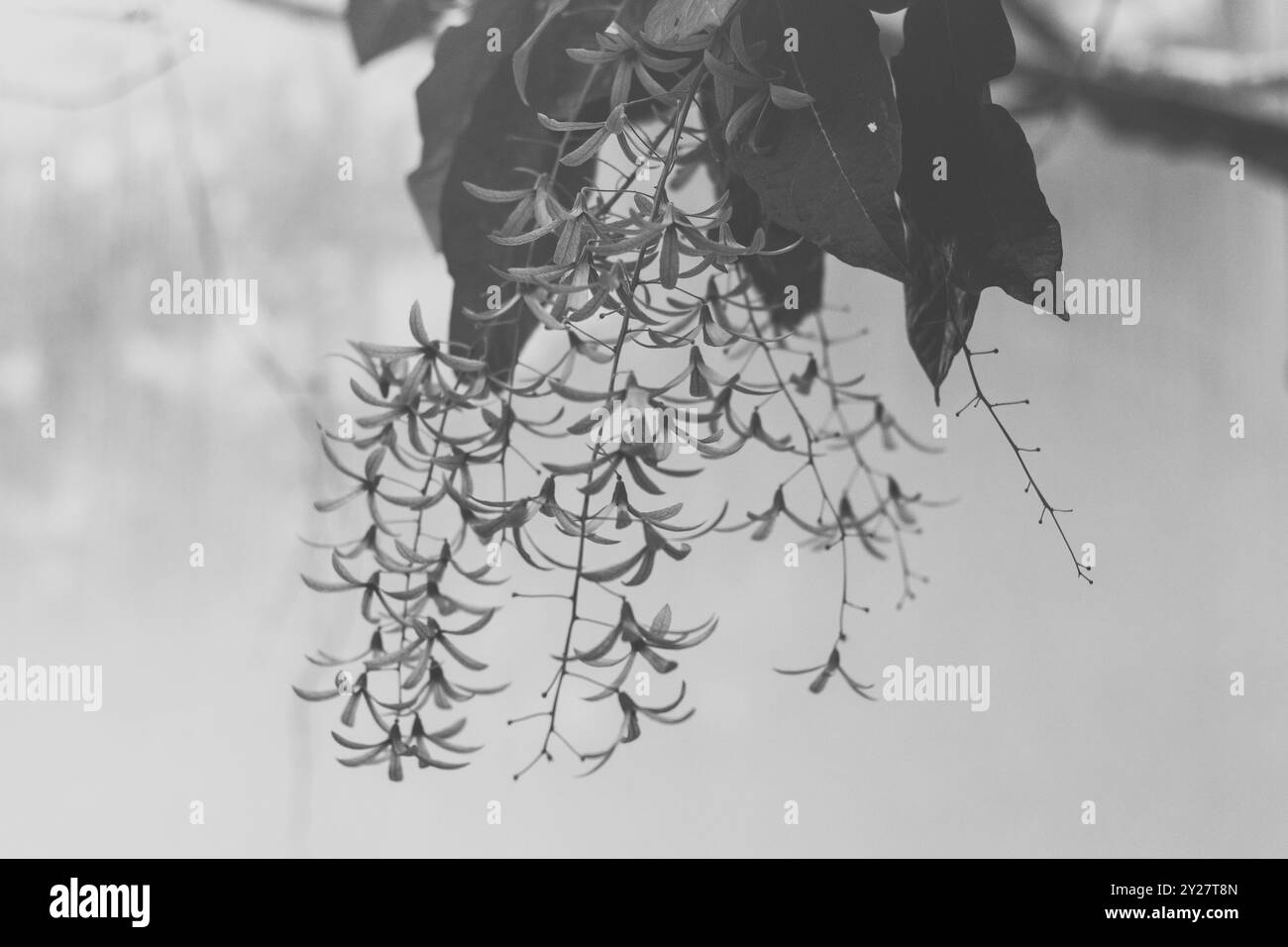 Green Snake Scales In Detail Stock Photo - Alamy