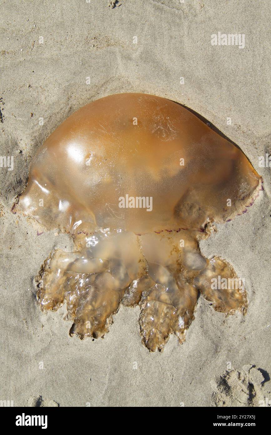 Frilly mouthed jellyfish rhizostoma pulmo hi-res stock photography and ...