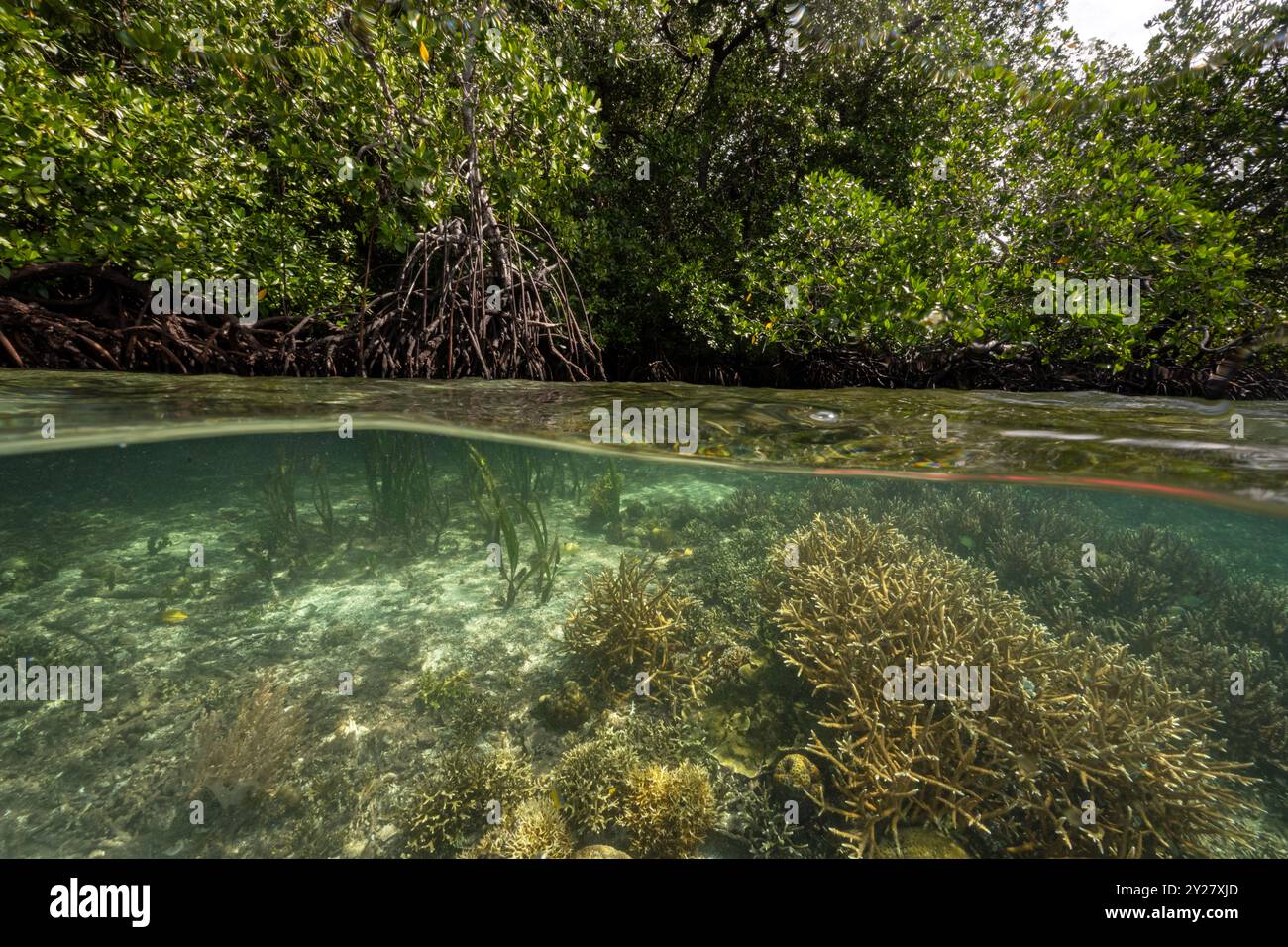 Seagrass habitats hi-res stock photography and images - Alamy
