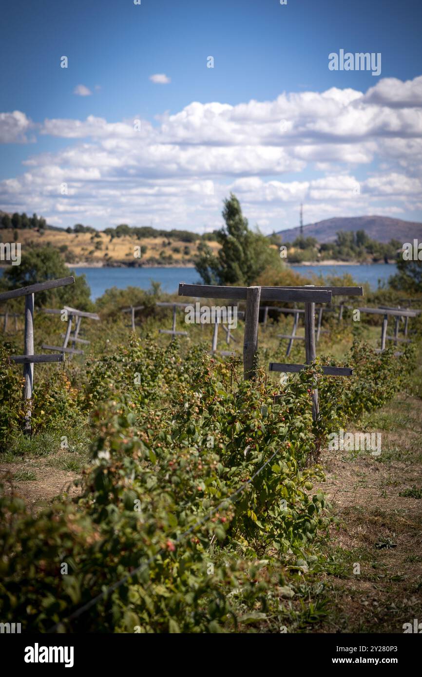organic raspberry plantation, suitable for direct consumption from the ...