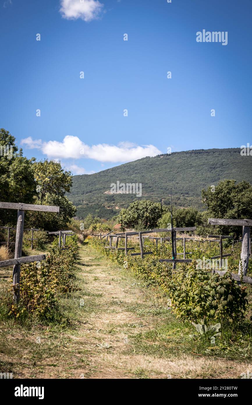organic raspberry plantation, suitable for direct consumption from the ...