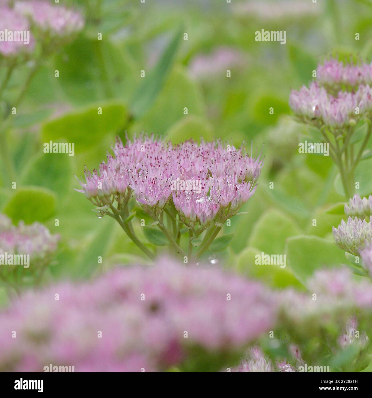 Pink compact Sedum flowers Stock Photo - Alamy