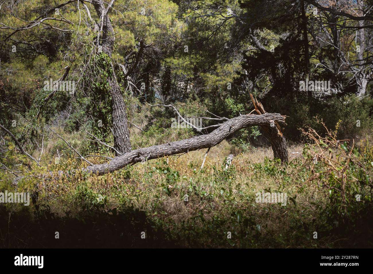 Broken pine tree, lying on the ground in the dense forest on Rogoznica ...